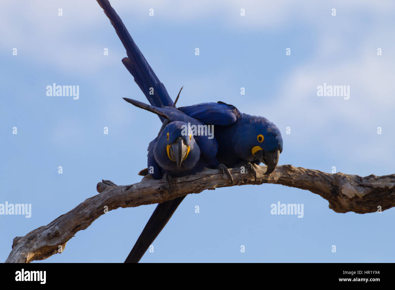 Yellow parrot brazilian High Resolution Stock Photography and Images ...