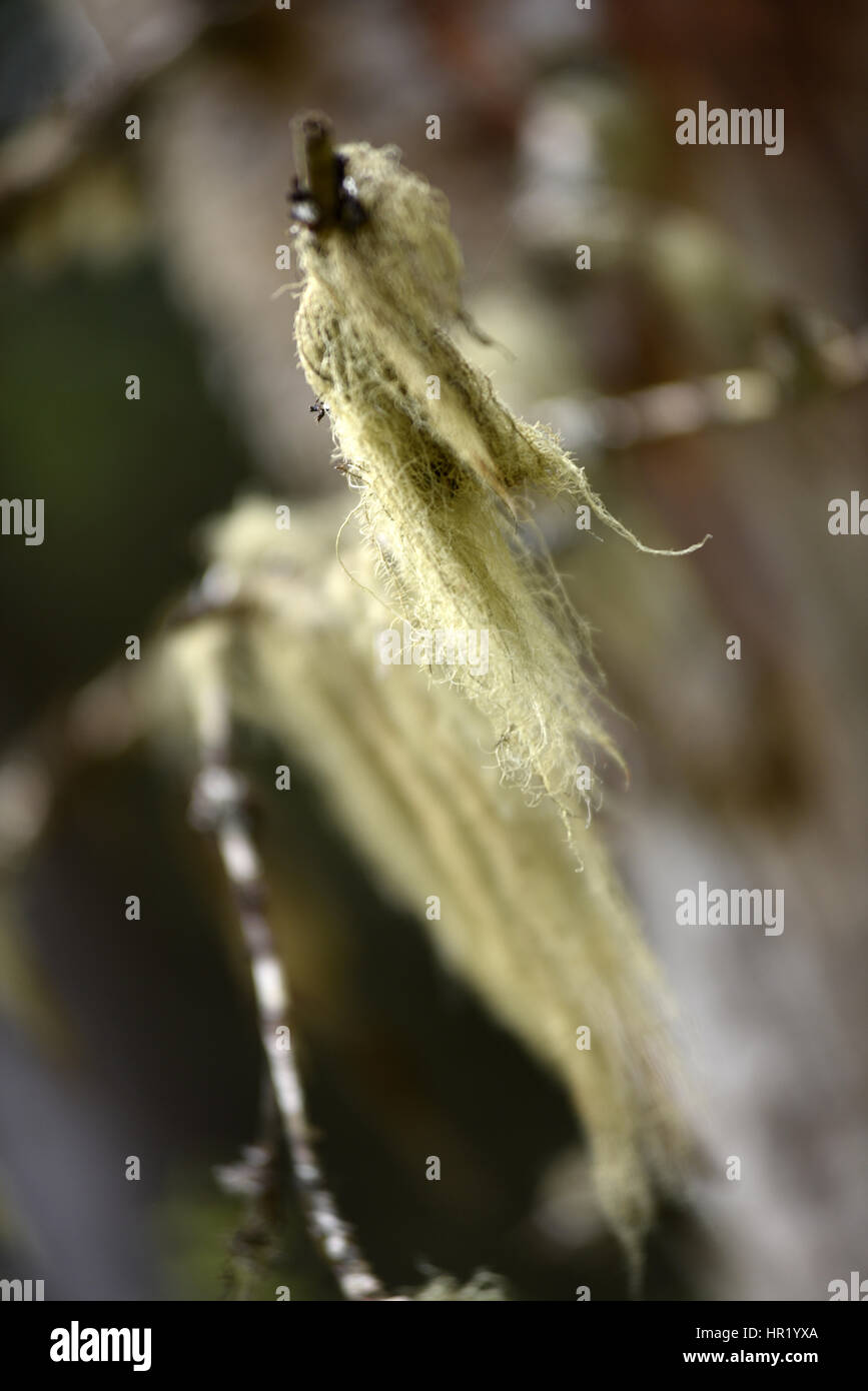Usnea barbata, old man's beard fungus on a pine tree branch Stock Photo ...