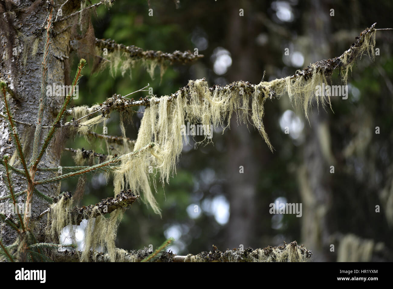Usnea barbata, old man's beard hanging on a fir tree branch Stock Photo ...