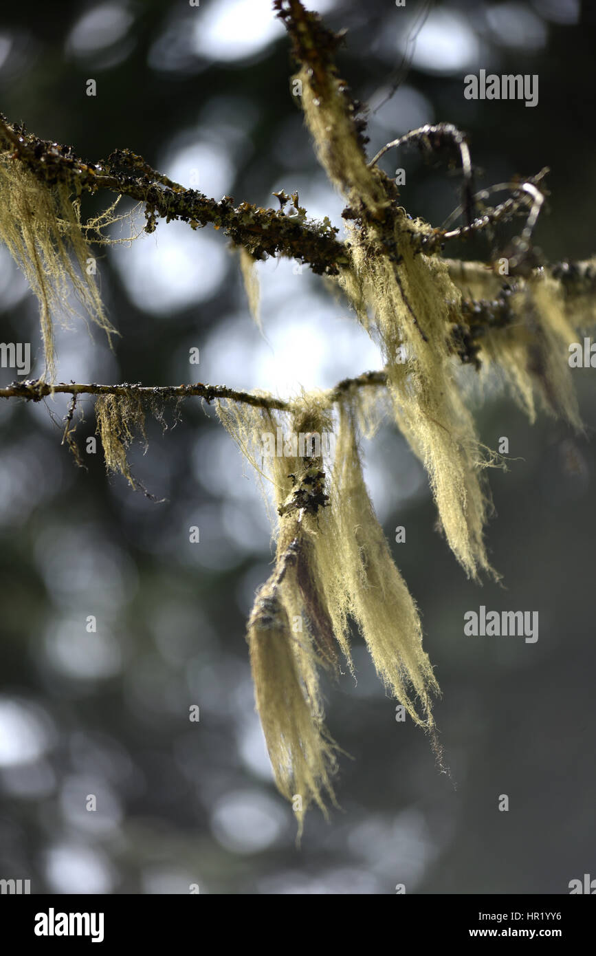 Usnea barbata, old man's beard fungus on a pine tree branch Stock Photo ...