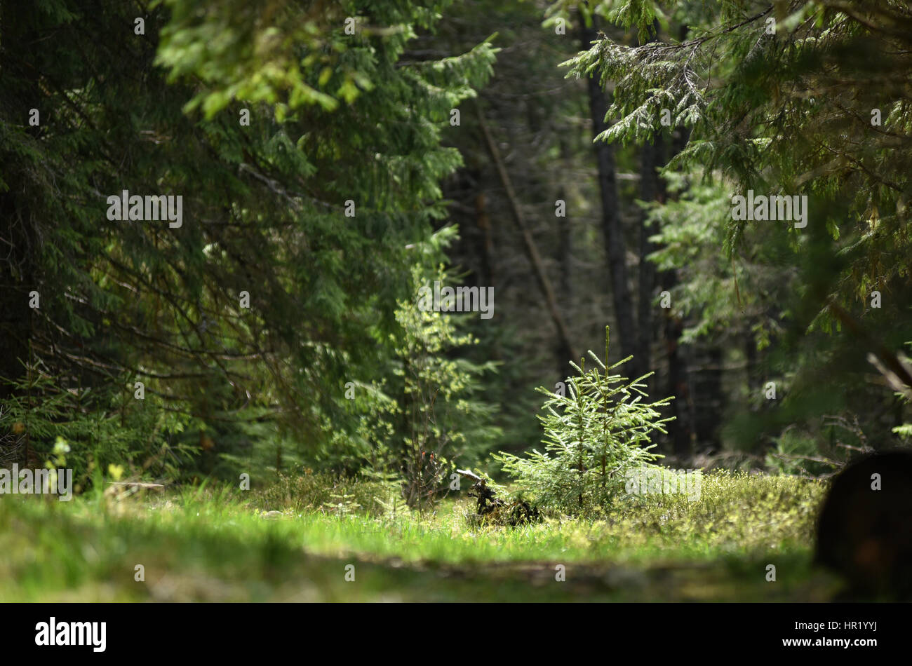 Young fir tree growing in the forest Stock Photo - Alamy