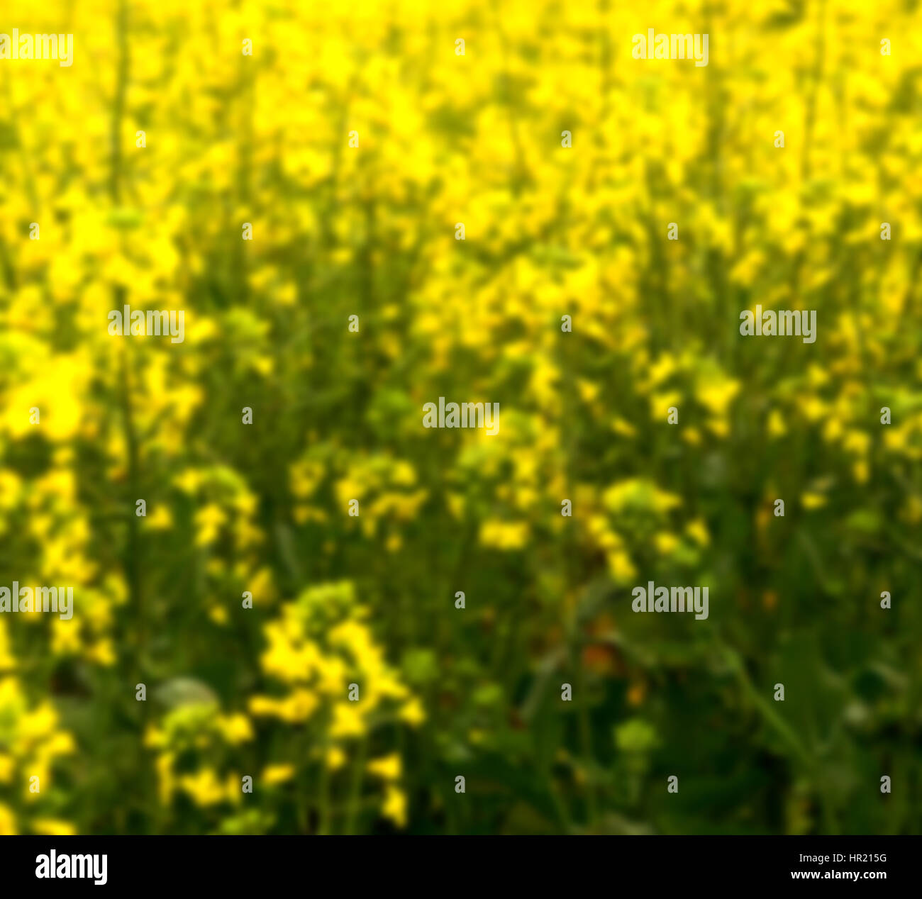 blur in south africa close up of the colza yellow field like texture ...