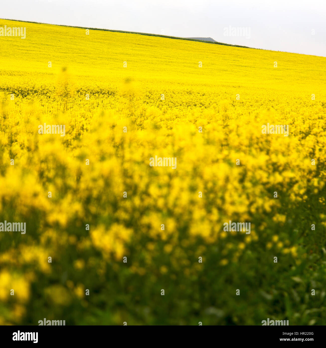 blur in south africa close up of the colza yellow field like texture ...