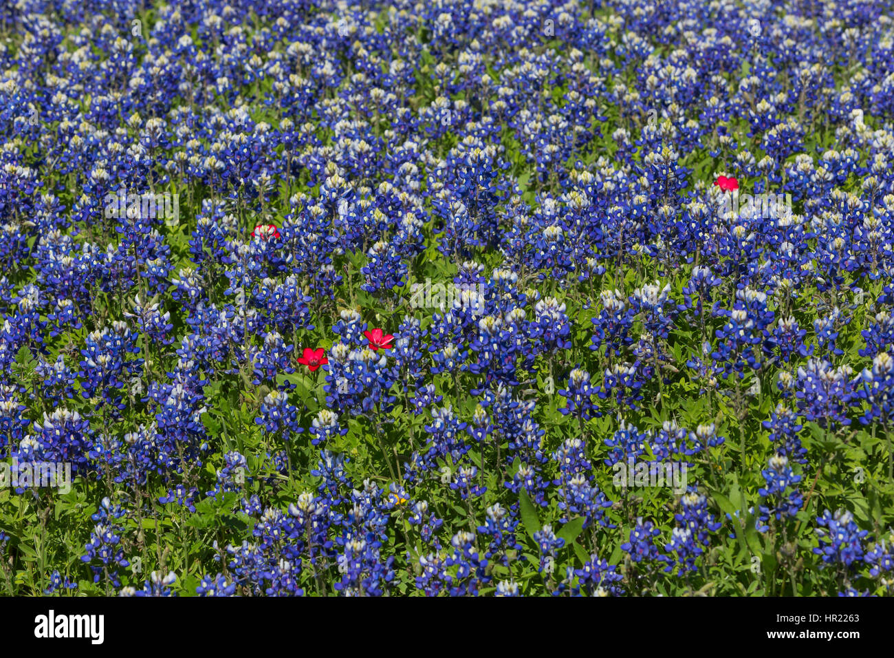 Field lupinus texensis texas hi-res stock photography and images - Alamy