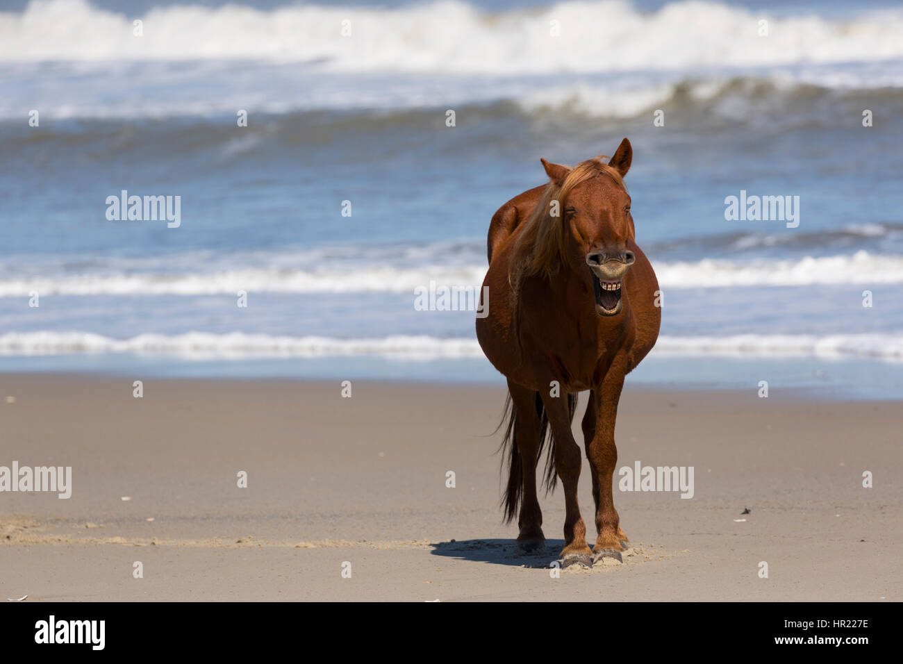 A Wild Horse (Equus feral) on the Currituck National Wildlife Refuge ...