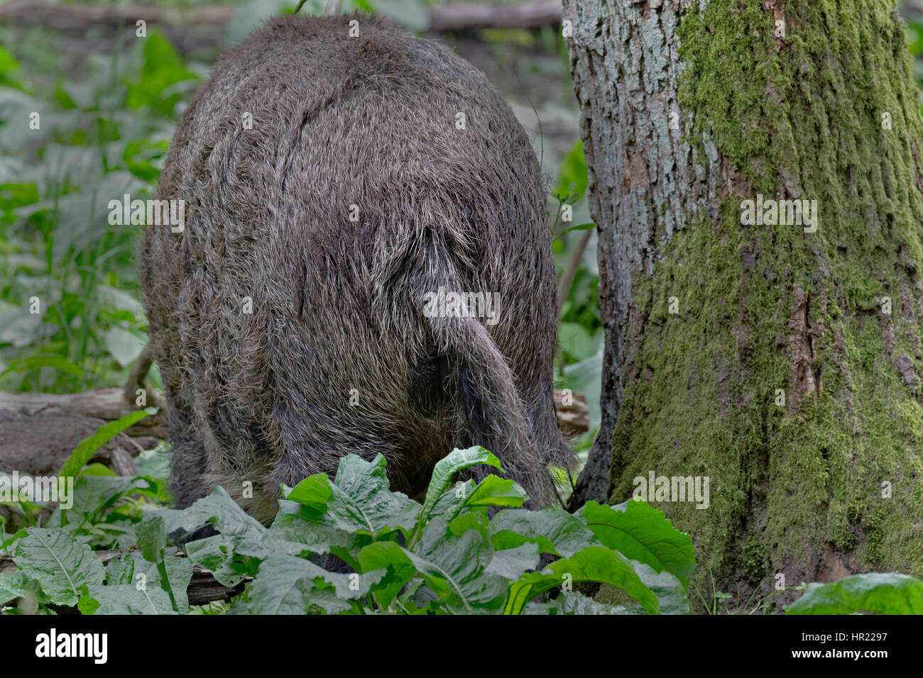 Boar behind tree hi-res stock photography and images - Alamy