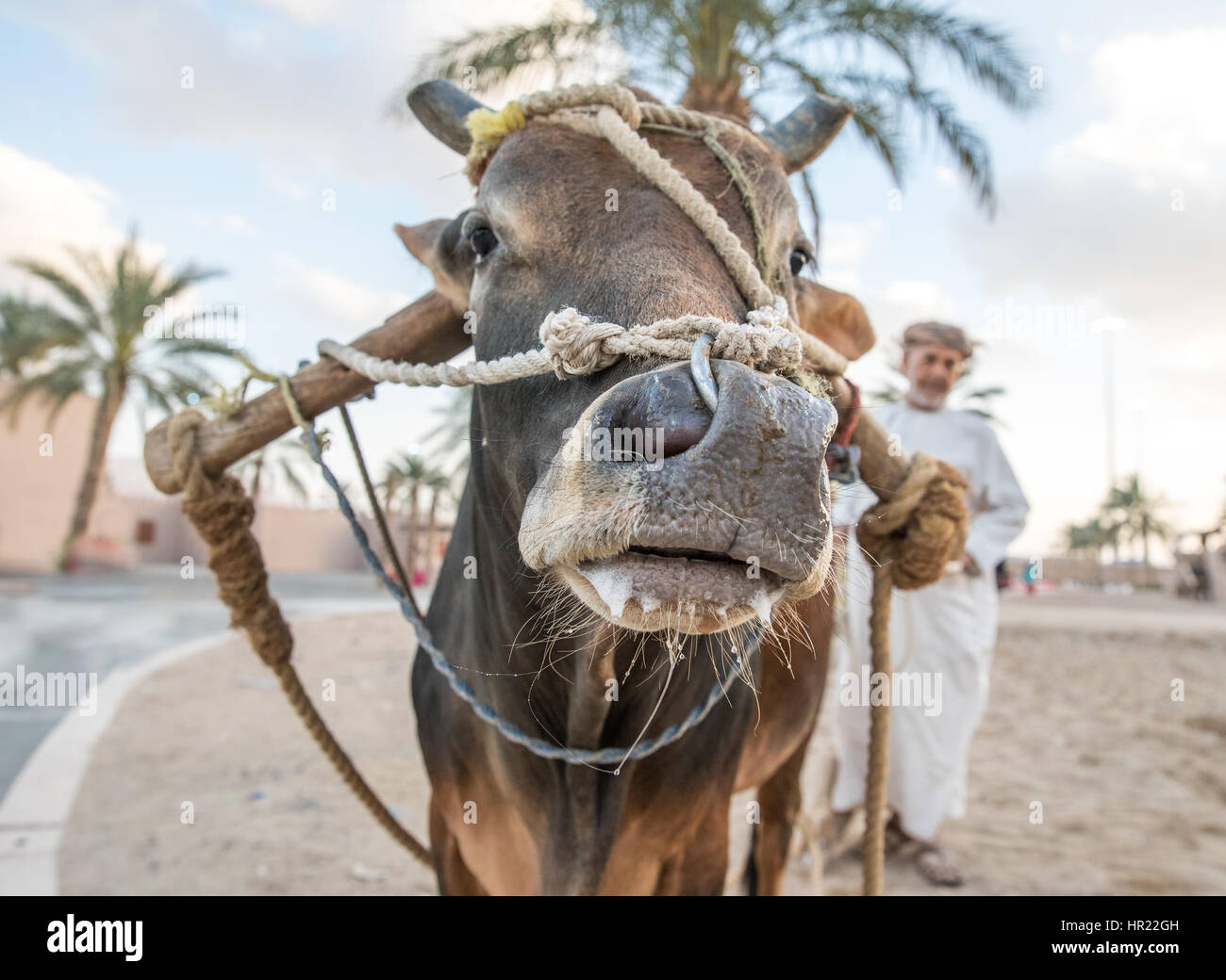 Oman woman middle east field hi-res stock photography and images - Alamy