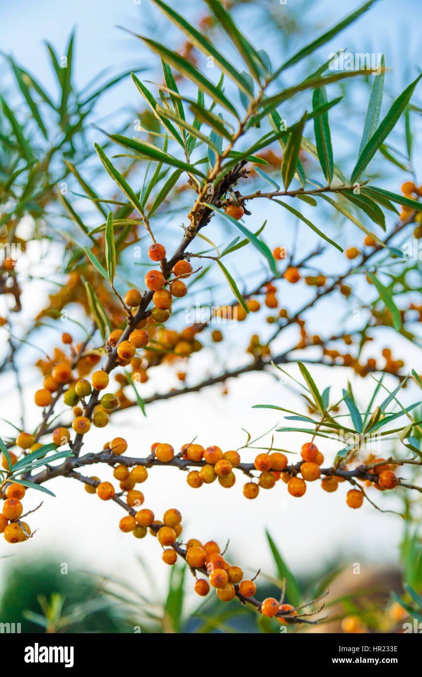 Buckthorn tree hi-res stock photography and images - Alamy