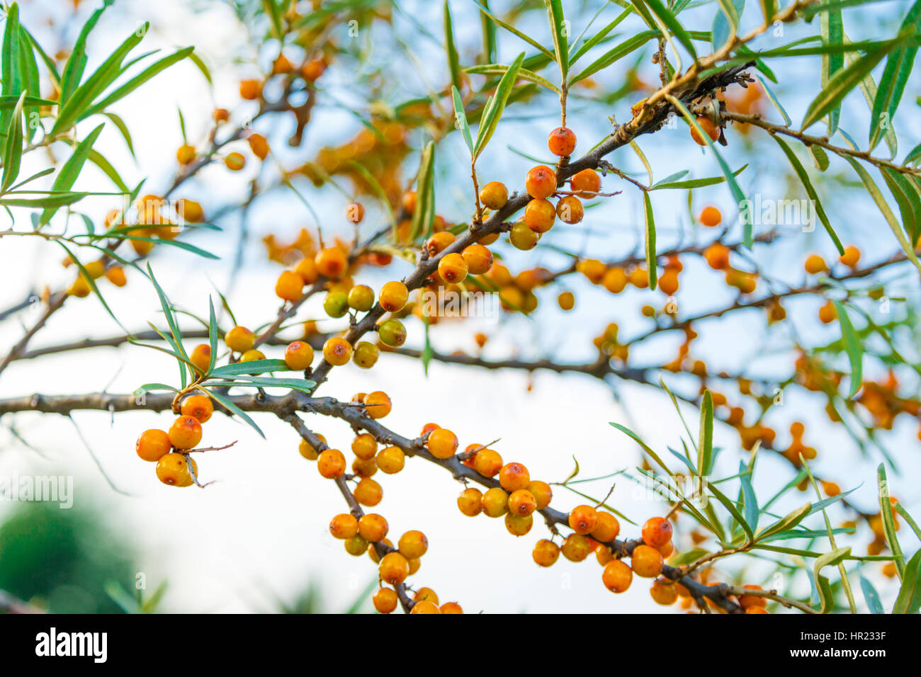 Sea buckthorn tree with ripe berries outside Stock Photo - Alamy