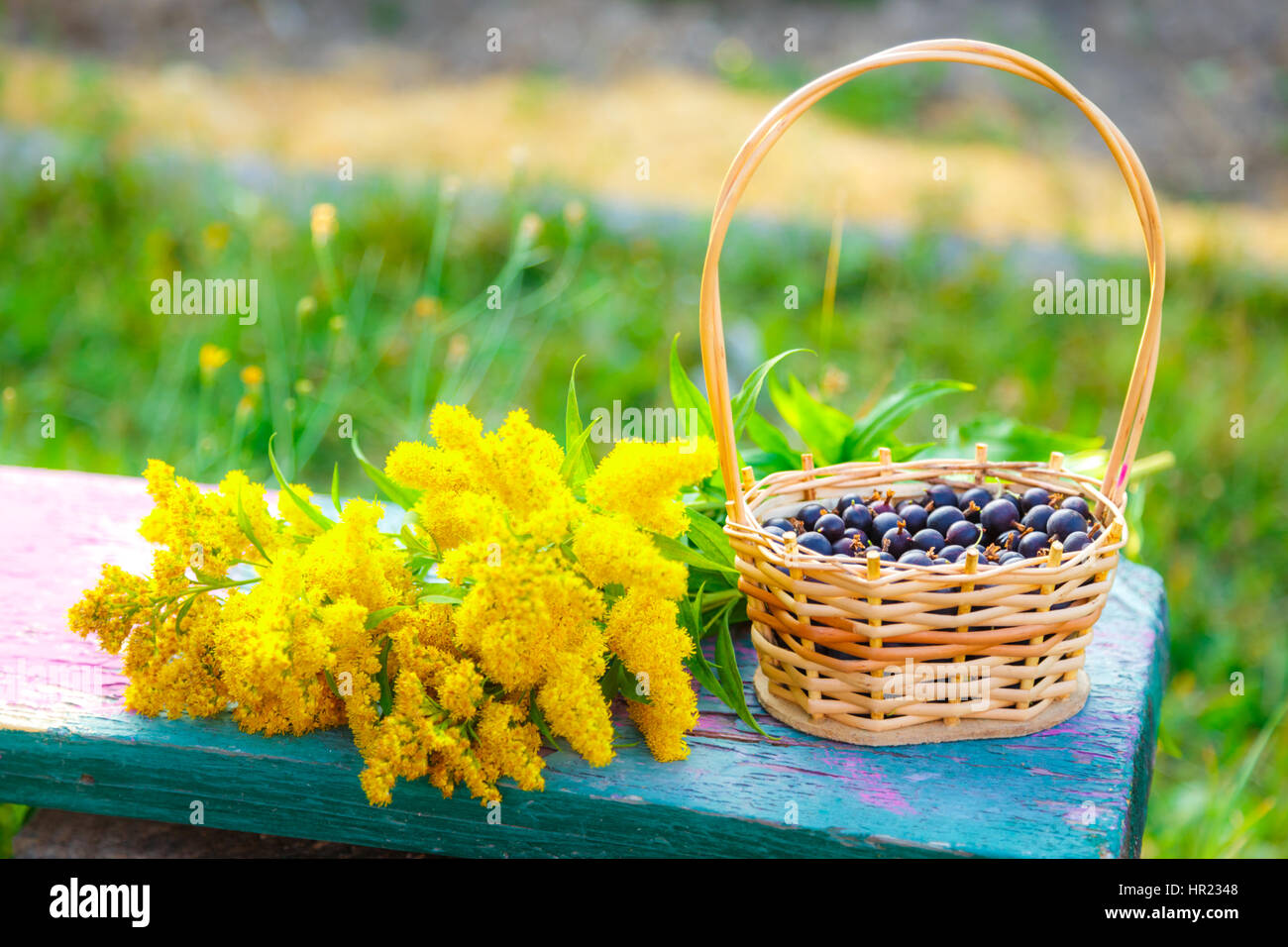 Blossom wild gooseberry hi-res stock photography and images - Alamy