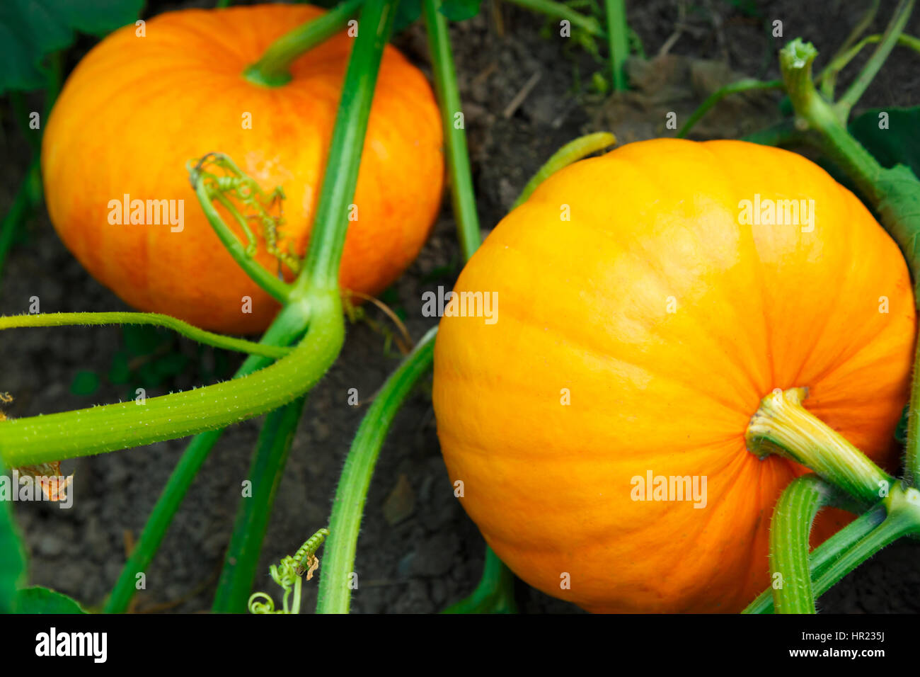 Young pumpkin growing in the garden outside Stock Photo - Alamy