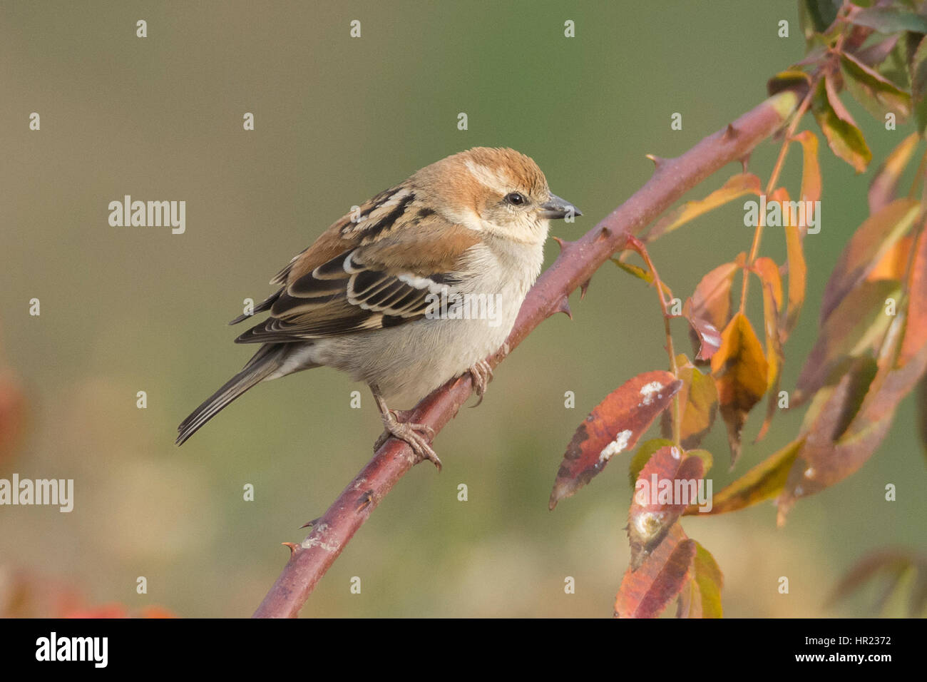 Passer cinnamomeus hi-res stock photography and images - Alamy