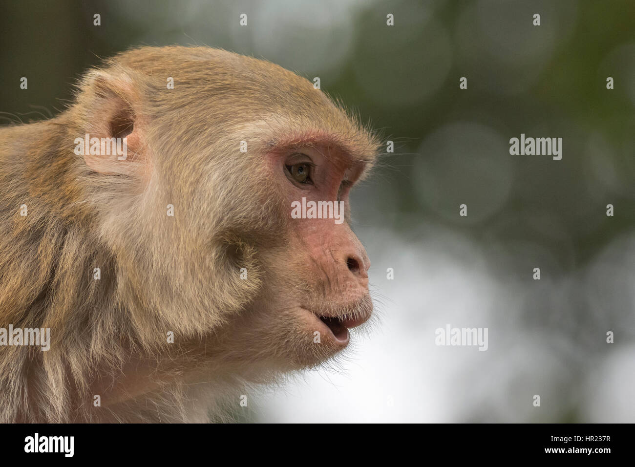 Macaca Mulatta Stock Photos & Macaca Mulatta Stock Images - Alamy