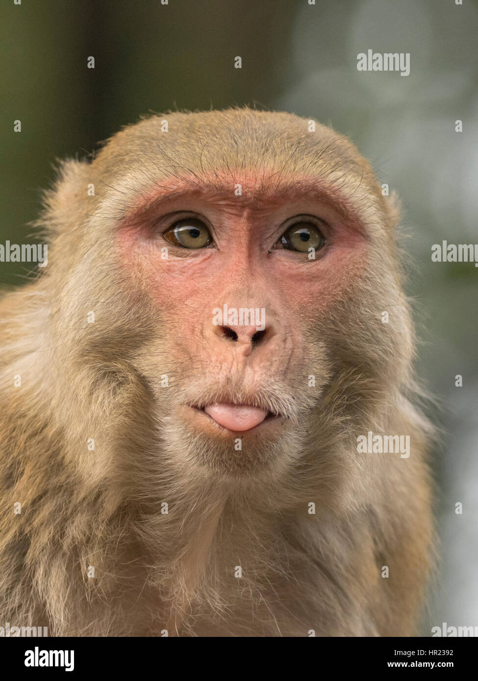 Macaca mulatta hi-res stock photography and images - Alamy