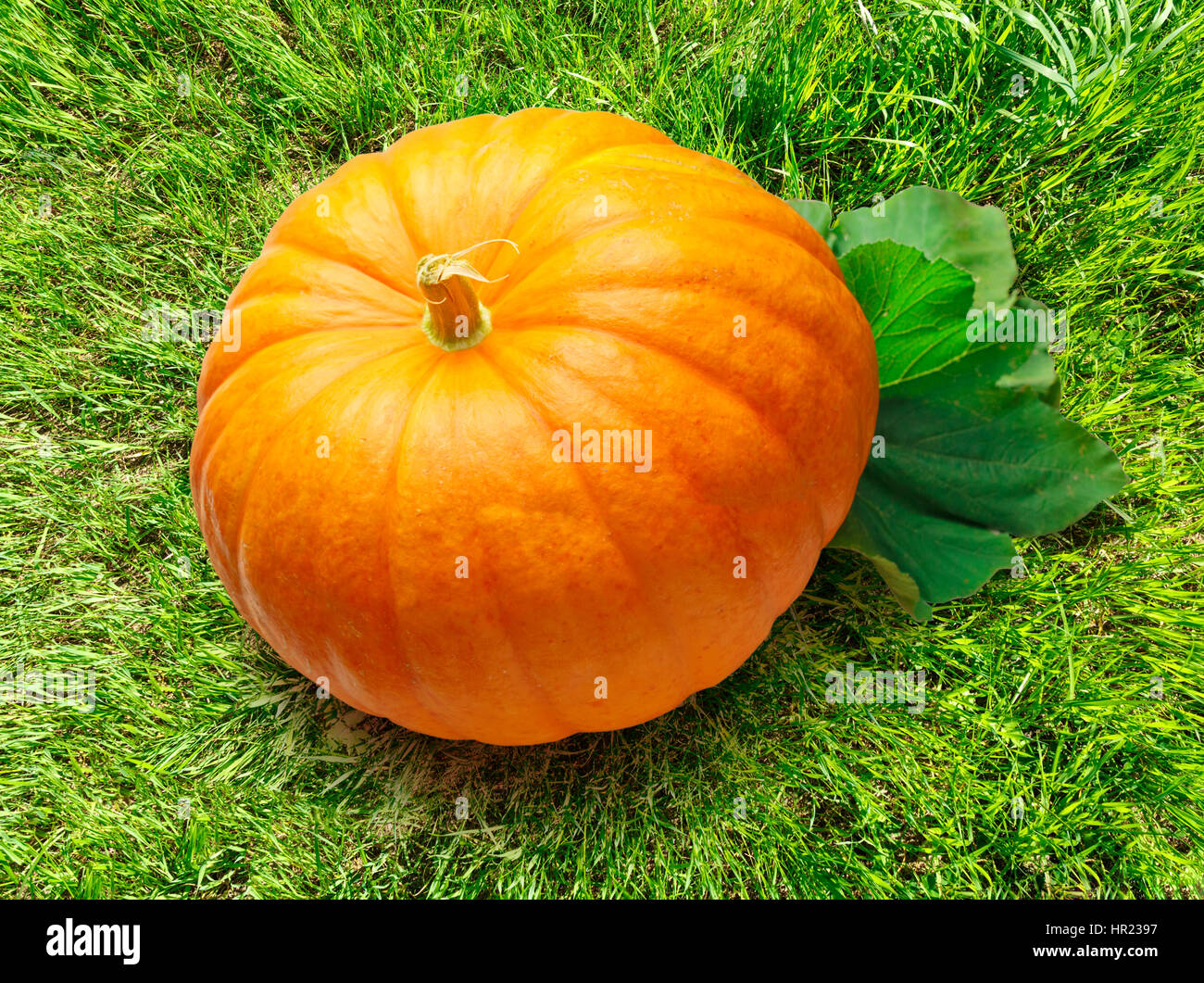 One big pumpkin with fresh green leaves Stock Photo - Alamy