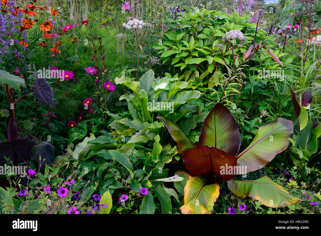 mix, mixed, bed, border,lush, tropical, exotic, hot, planting scheme ...