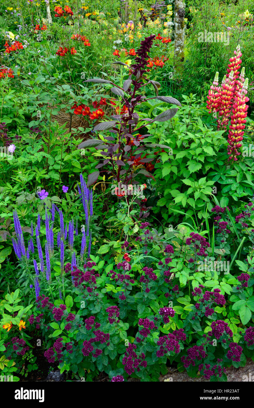 , mix, mixed, bed, border,lush, tropical, exotic, hot, planting scheme ...