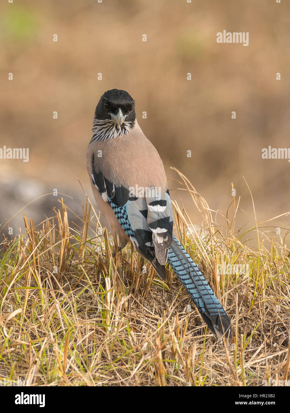 Lanceolatus hi-res stock photography and images - Alamy