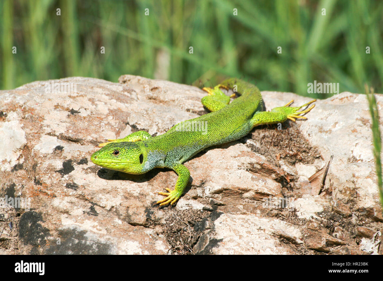 Lizard on the rock Stock Photo - Alamy