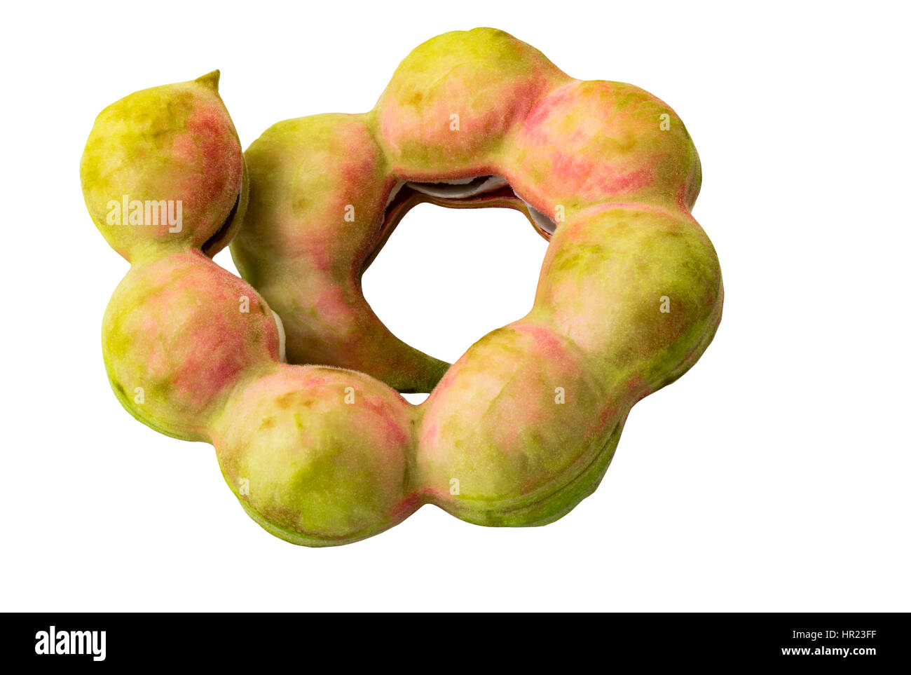 Pithecellobium hi-res stock photography and images - Alamy