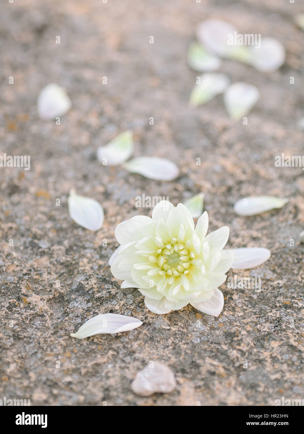 the white flower lying on a stone, the white petals of a flower lying ...