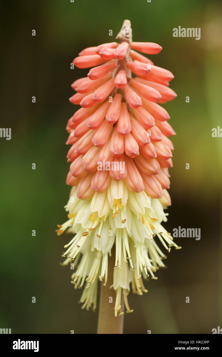 Natalensis hi-res stock photography and images - Alamy