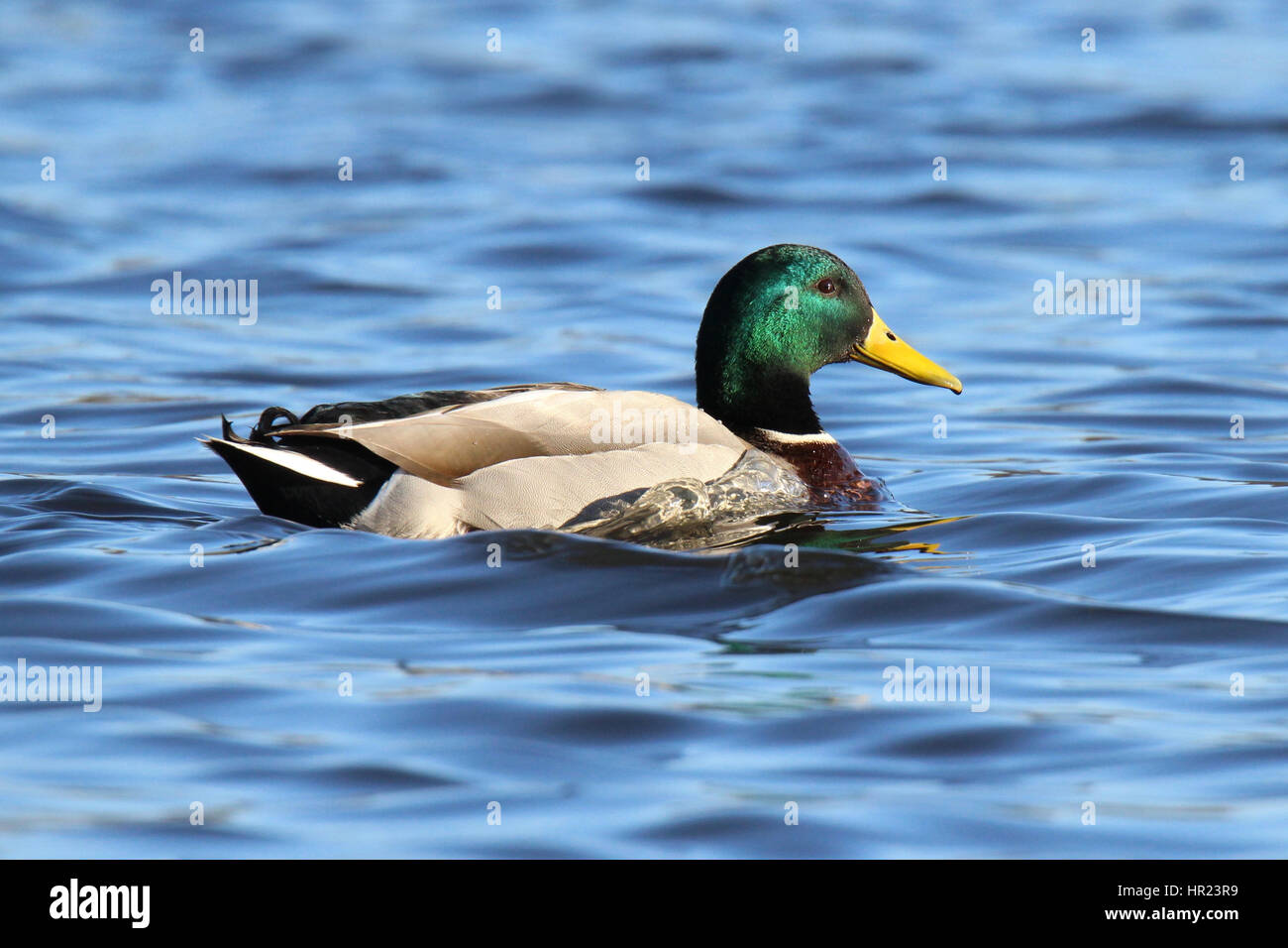A gorgeous male mallard duck swimming on a pond Stock Photo - Alamy