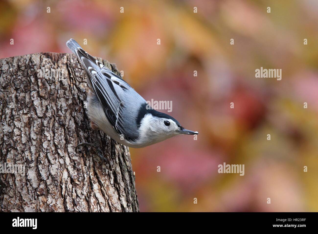 A male white breasted nuthatch in Fall Stock Photo - Alamy