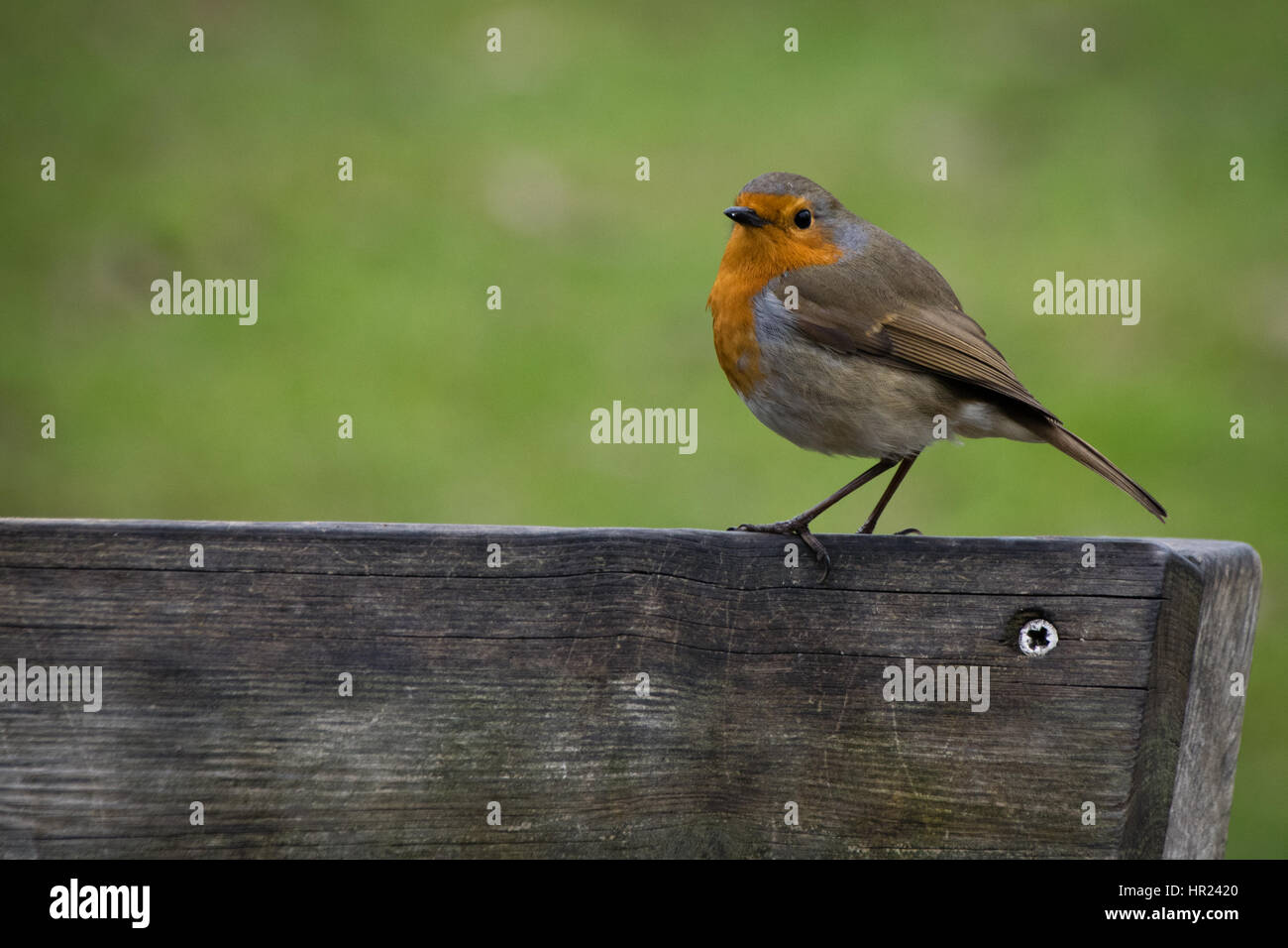 European Robin on a fence post in winter Stock Photo - Alamy