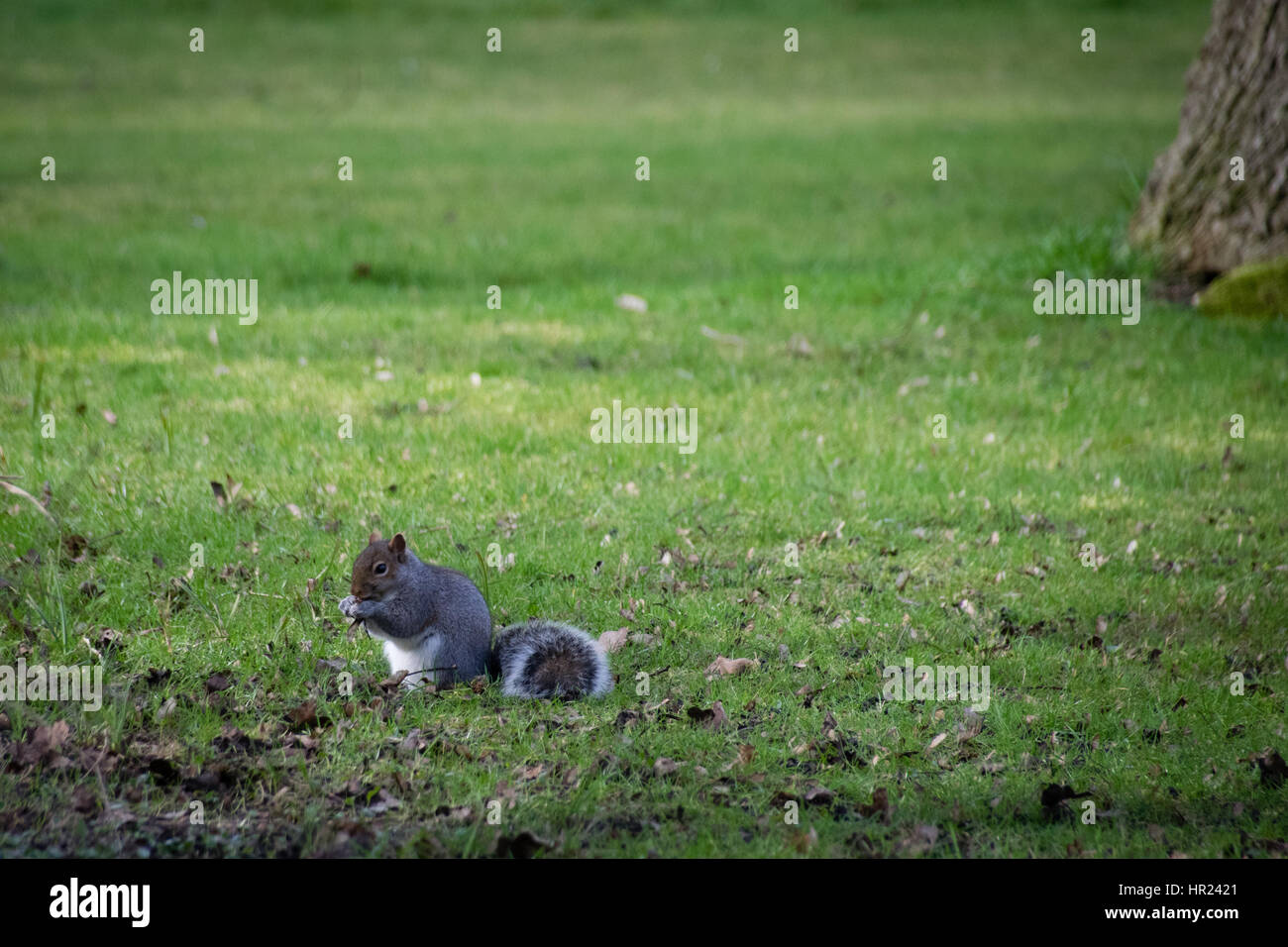 Eastern gray squirrel eating sycamore seed pods on a grass lawn at the ...