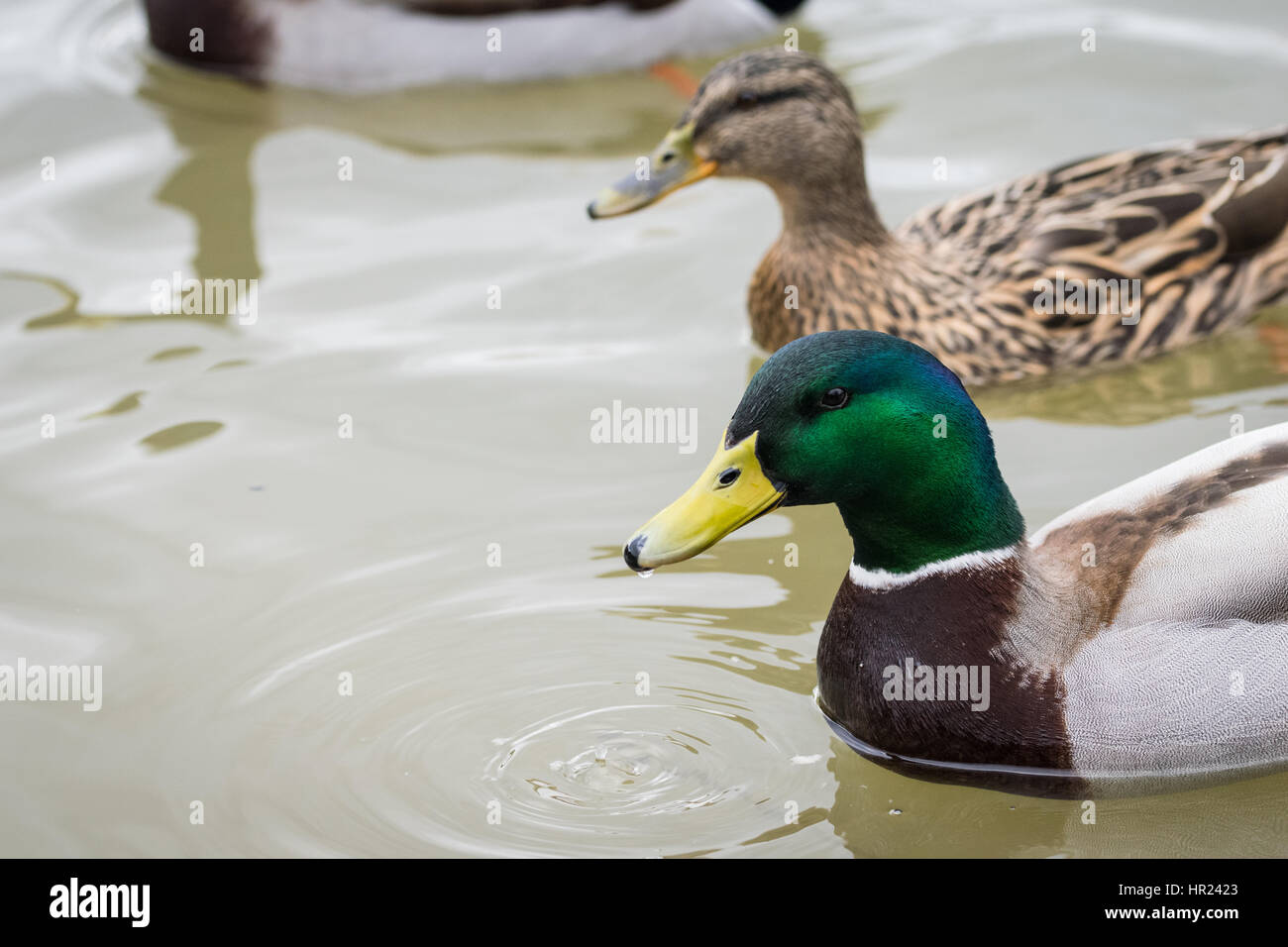 Vibrant green head of male mallard duck with female hen in the ...