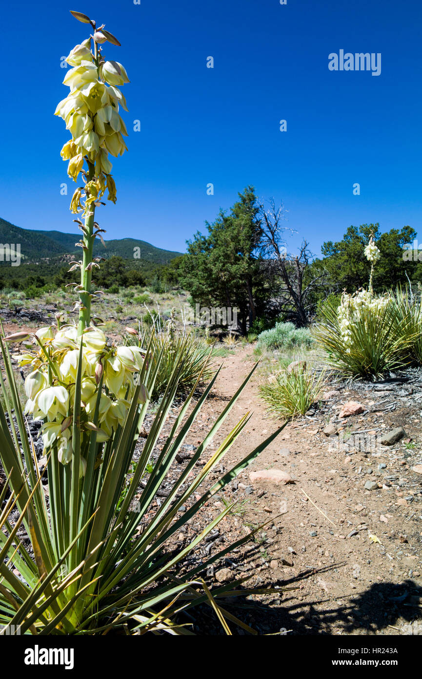 Yucca plant in full bloom, Little Rainbow Trail, Salida, Colorado, USA ...