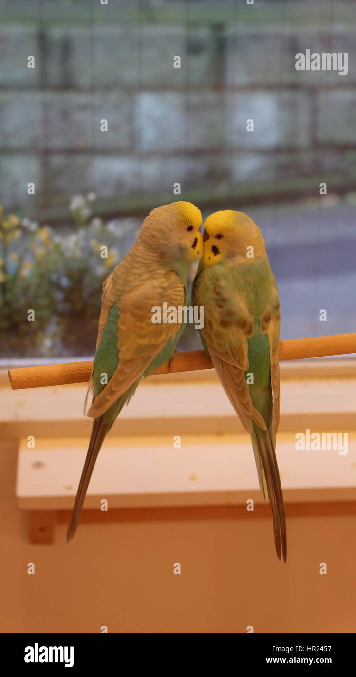 Kissing parrot hi-res stock photography and images - Alamy