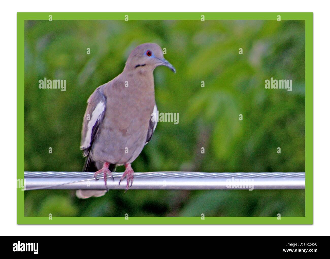 Bird markings Cut Out Stock Images & Pictures - Alamy