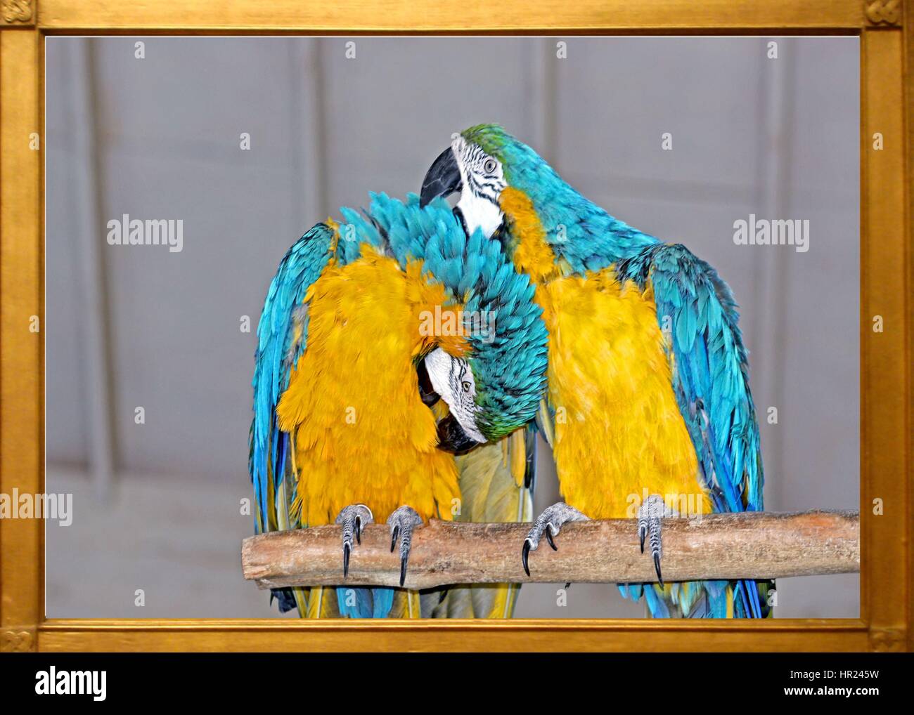 TWO PARROTS GROOMING EACH OTHER OLD FRIENDSW Stock Photo - Alamy