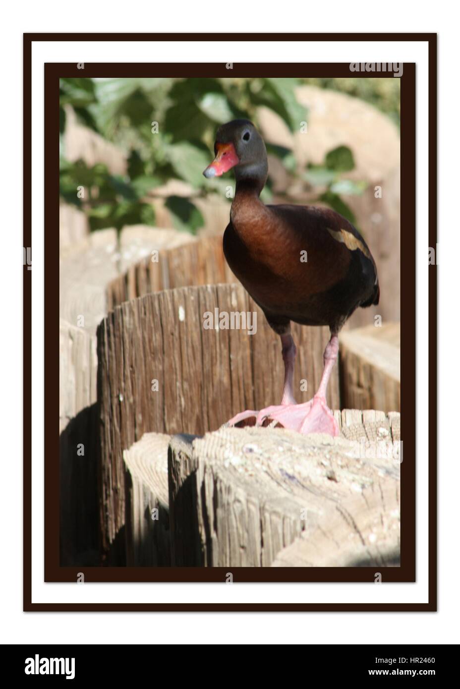 Tall duck hi-res stock photography and images - Alamy