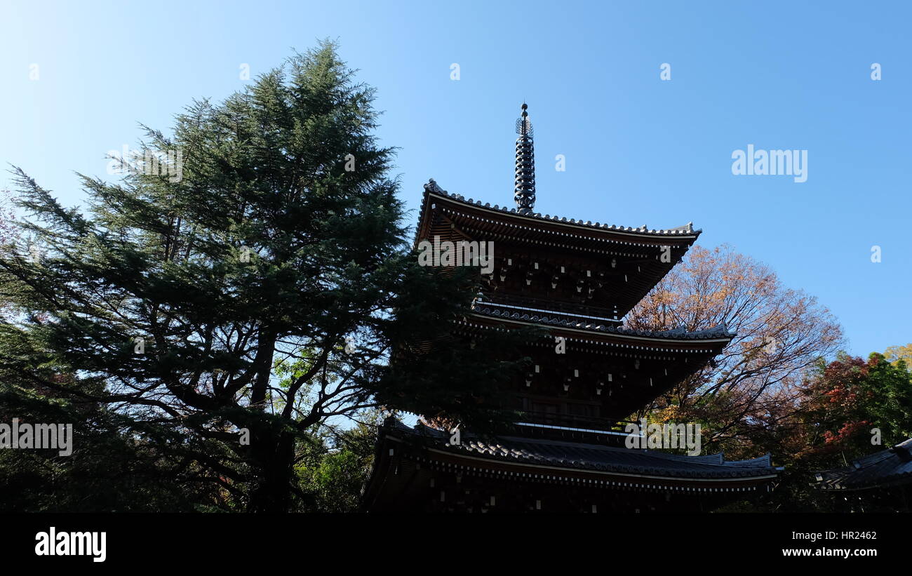 Tall japanese pagoda tree hi-res stock photography and images - Alamy