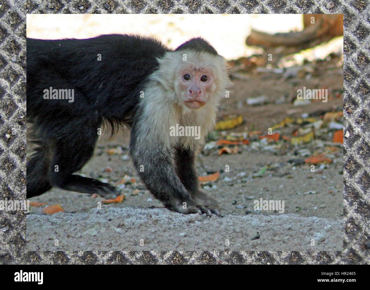 CUTE LITTLE MONKEY LOOKING AT MY CAMERA Stock Photo - Alamy