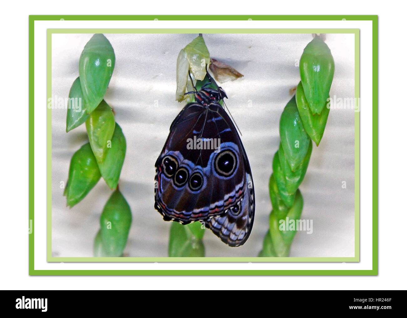 Birth of butterfly hi-res stock photography and images - Alamy