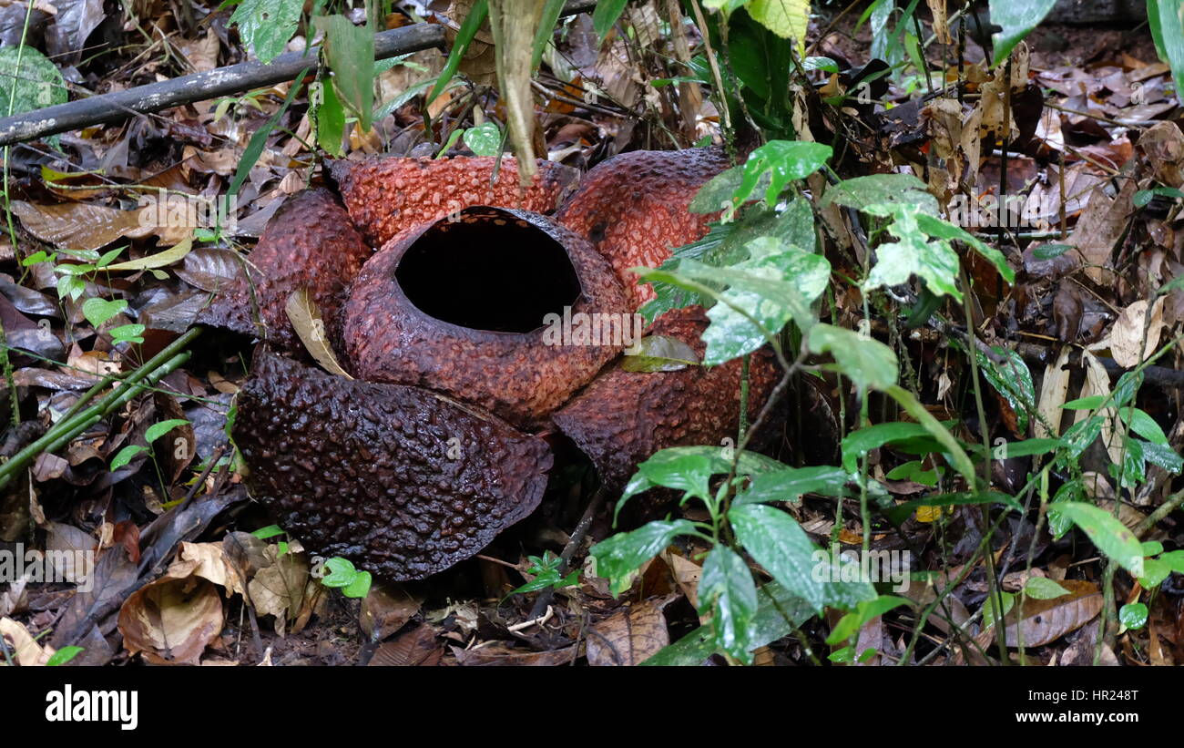 Rafflesia, world largest flower, in full bloom in tropical forest ...