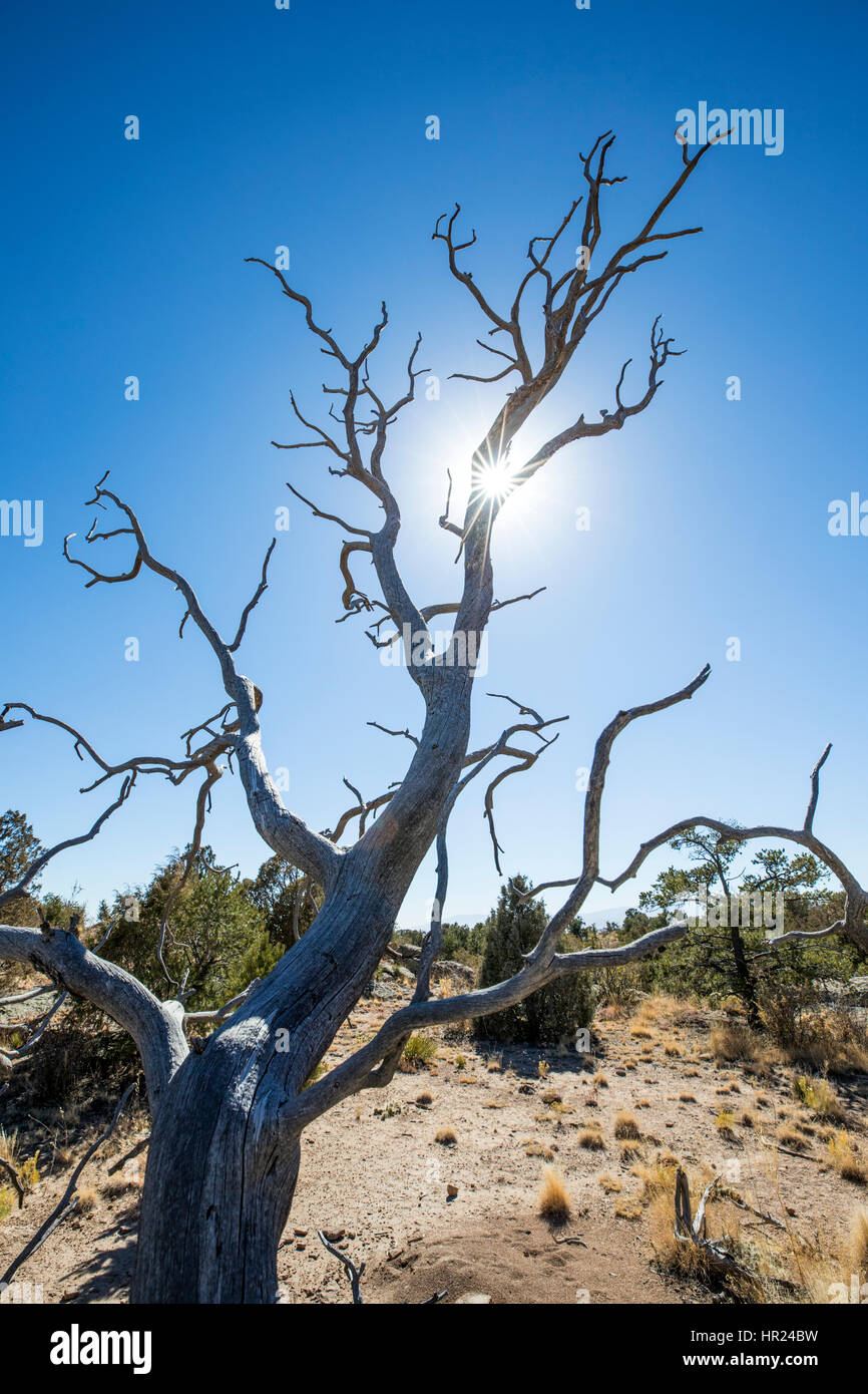 Dead tree silhouette and beautiful landscape trees silhouette hi-res ...
