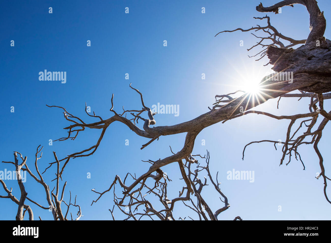 Dead Piñon pine tree silhouetted against blue sky; Pinus monophylla ...