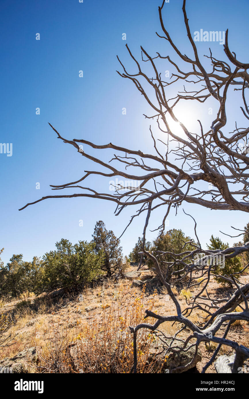 Dead Piñon pine tree silhouetted against blue sky; Pinus monophylla ...