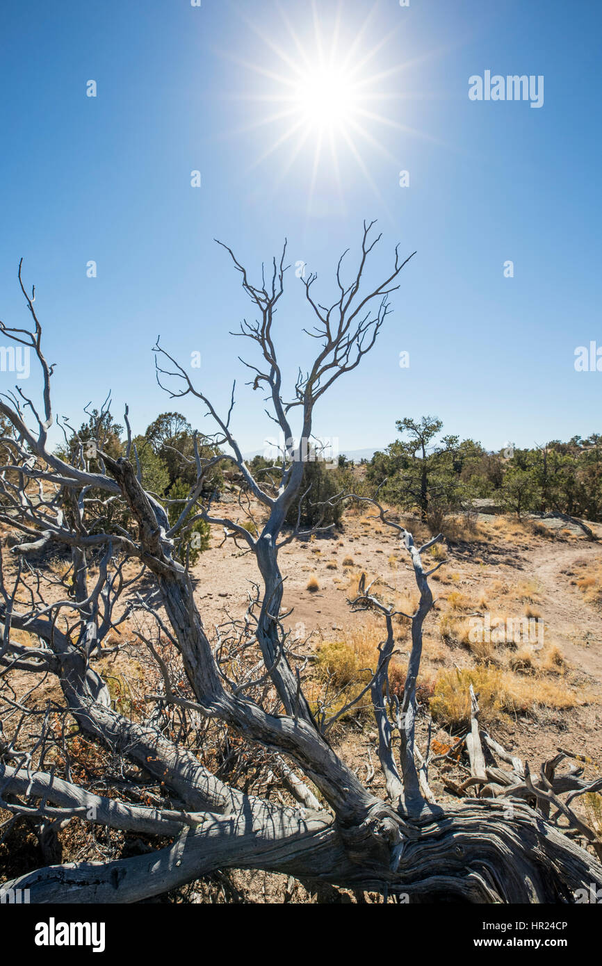 Dead Piñon pine tree silhouetted against blue sky; Pinus monophylla ...