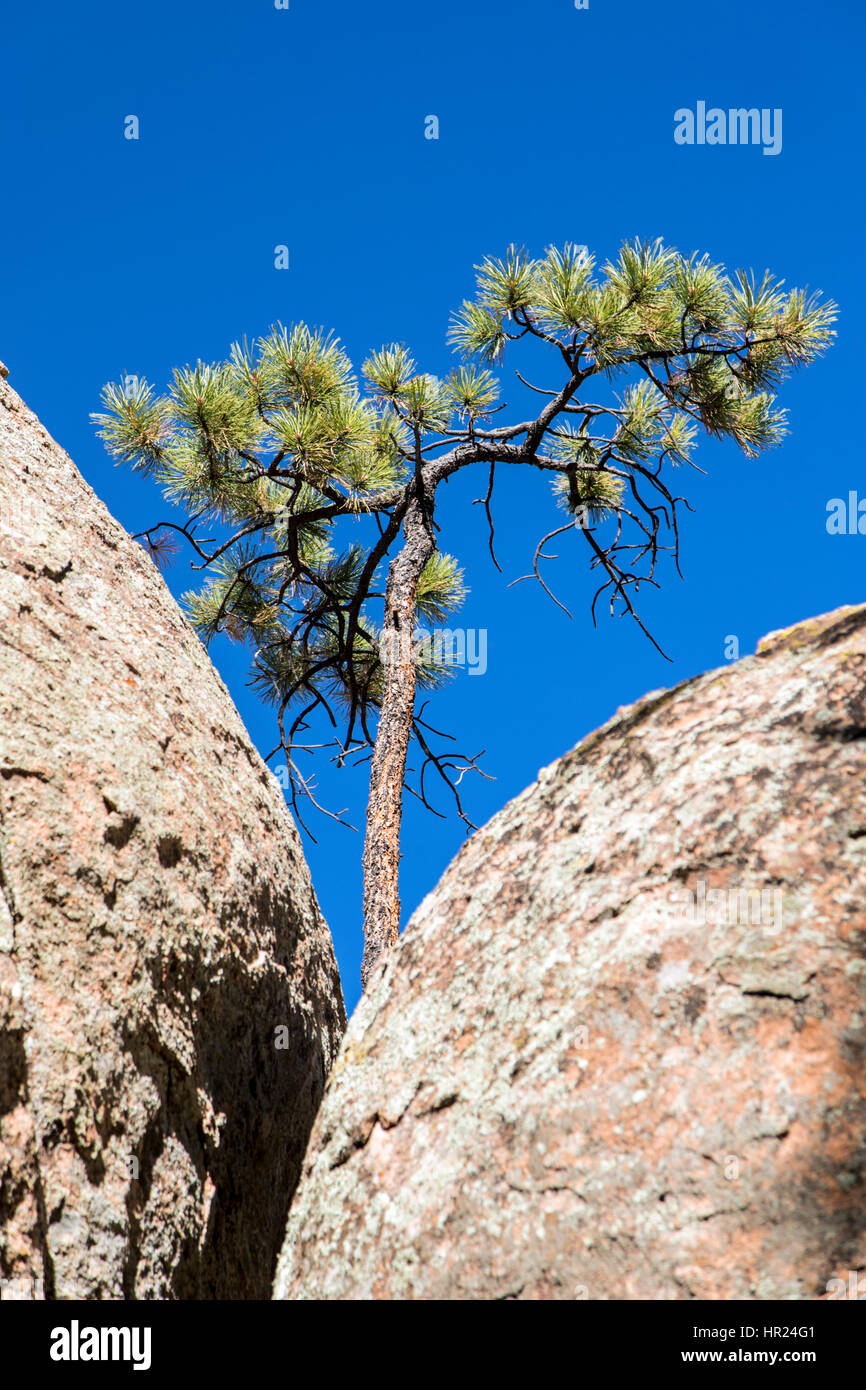 Piñon pine tree; Pinus monophylla; Pinus edulis; Penitente Canyon ...