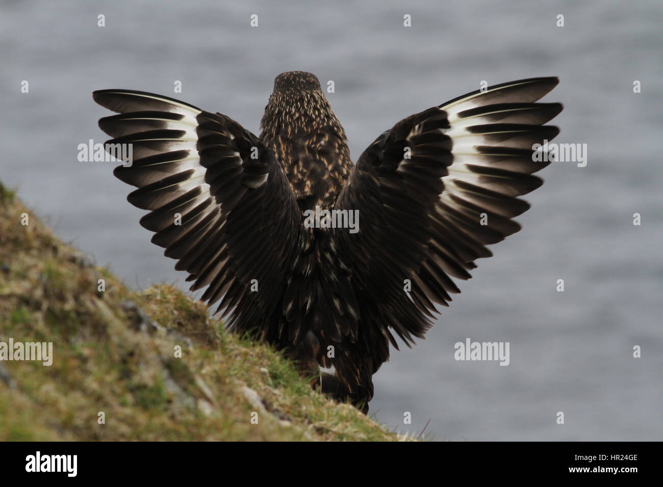 Hermaness great skua hi-res stock photography and images - Alamy
