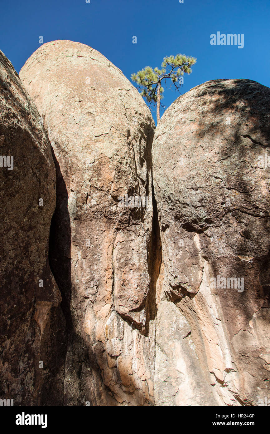Piñon pine tree; Pinus monophylla; Pinus edulis; Penitente Canyon ...