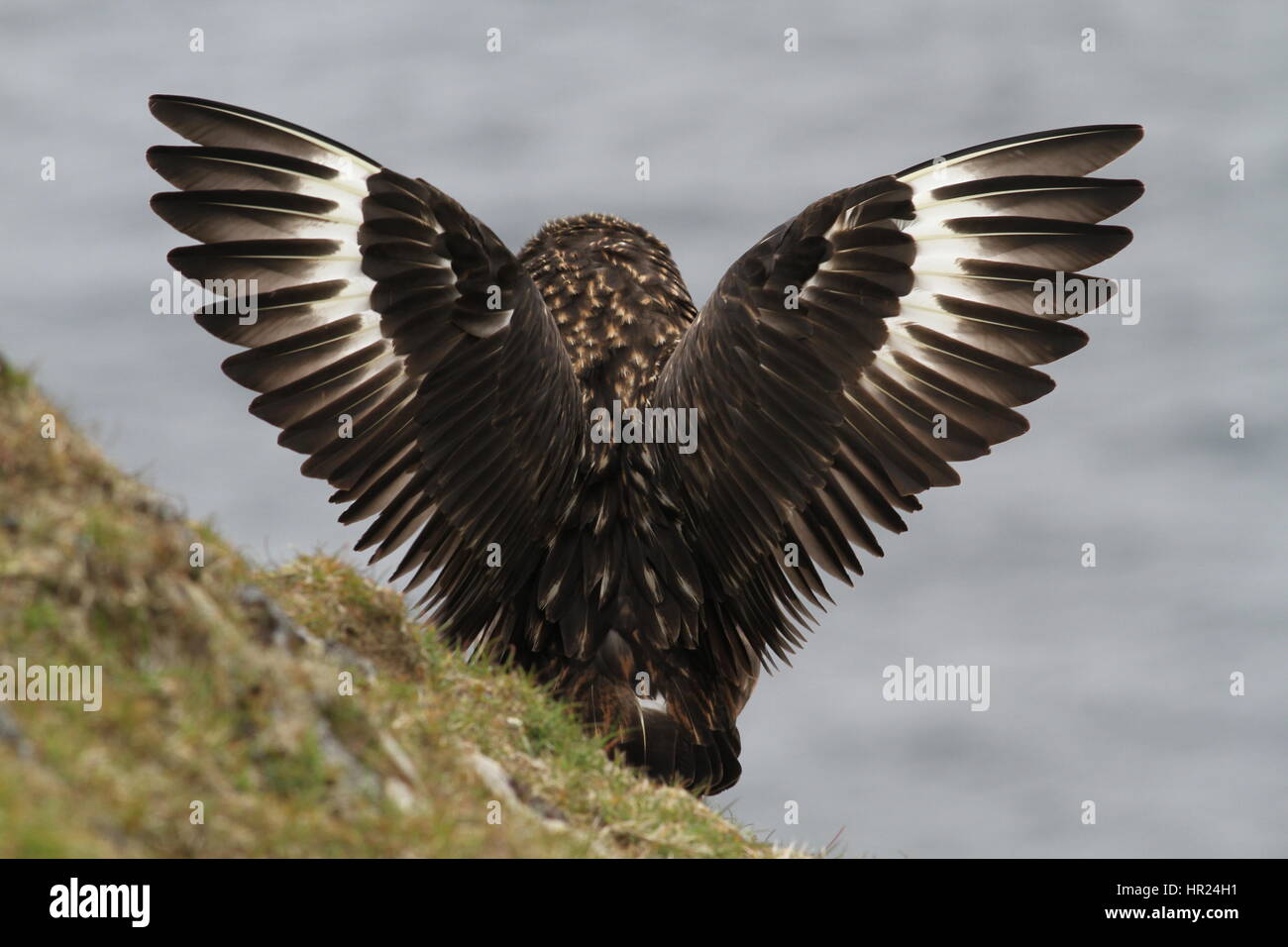 Great Skua (Stercorarius skua) (local name "bonxie") adult bird with ...