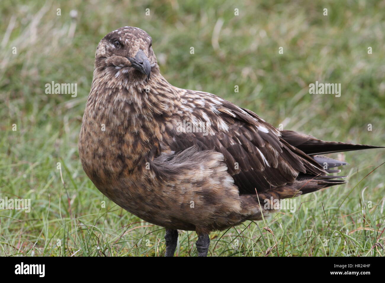Great Skua (Stercorarius skua) (local name "bonxie") adult bird ...