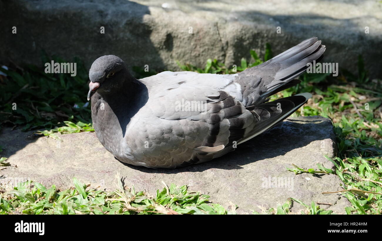 Lonely Pigeon Stock Photos & Lonely Pigeon Stock Images - Alamy